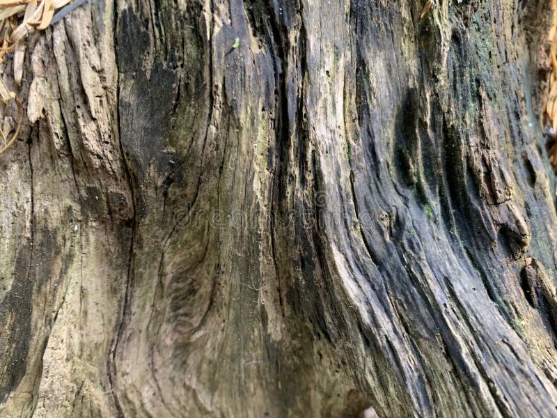 Background - Tree Root Pattern, Wooden Texture Stock Image - Image of ...