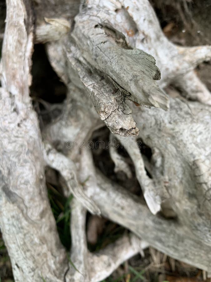 Background - Tree Root Pattern, Wooden Texture Stock Image - Image of ...