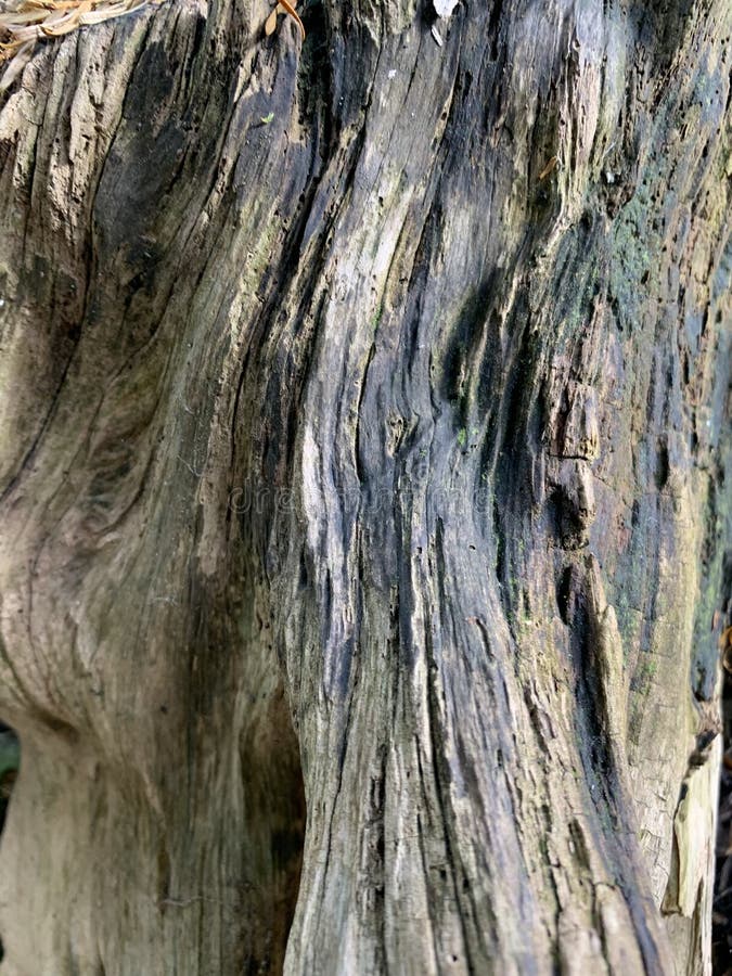 Background - Tree Root Pattern, Wooden Texture Stock Image - Image of ...