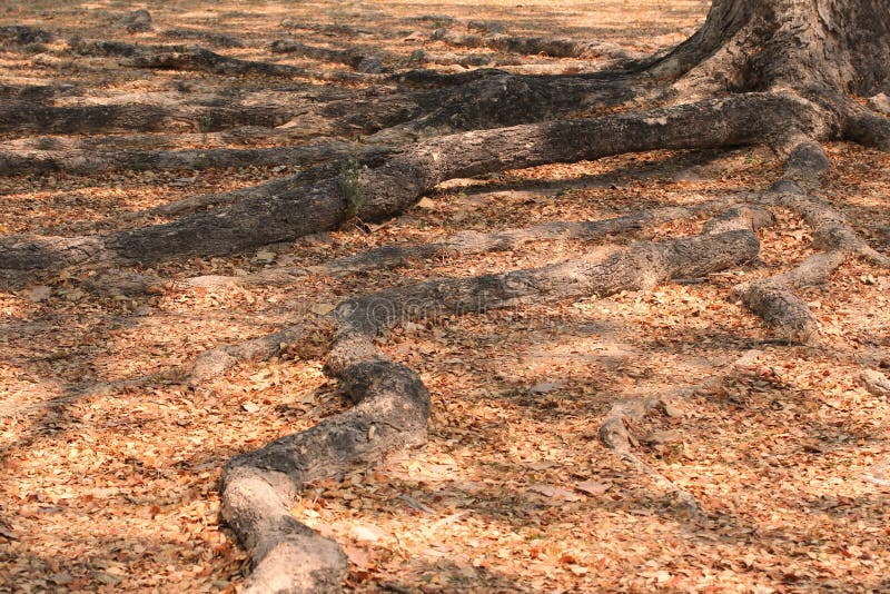 Roots in a Soil Background. Stock Image - Image of ground, botanical ...