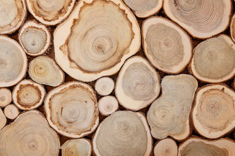 Background of tree slices stock image. Image of forest - 314642063