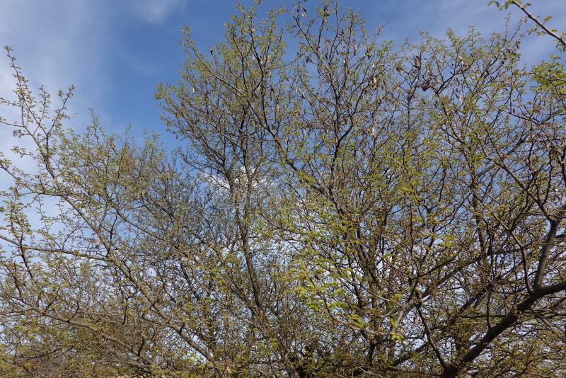 Tree Stems in Forest stock image. Image of stems, beauty - 43945561