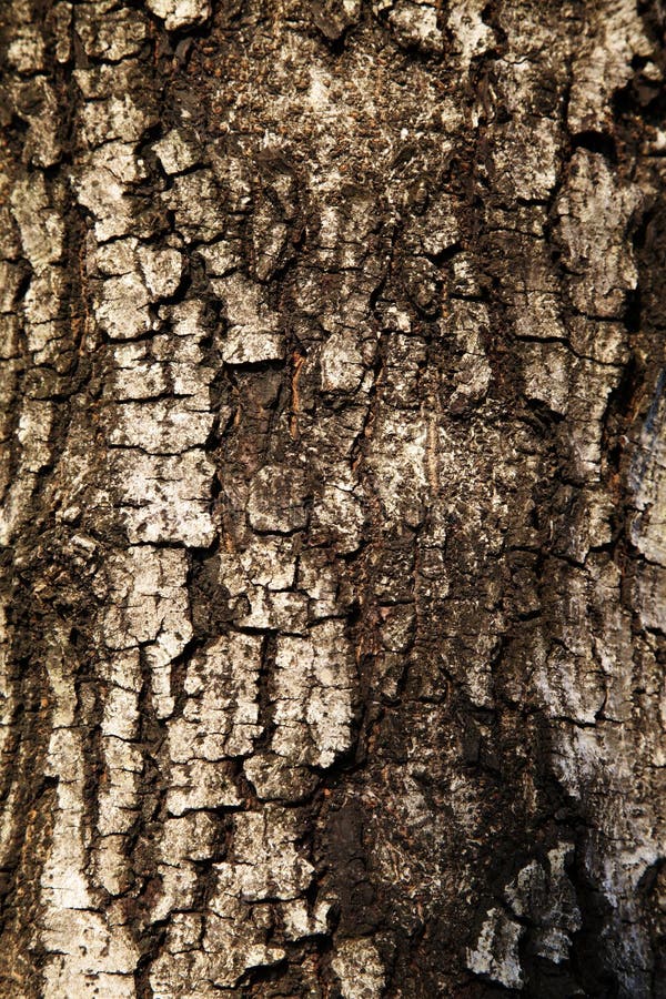 Background from Tree Surface Stock Image - Image of hard, striped: 40635867