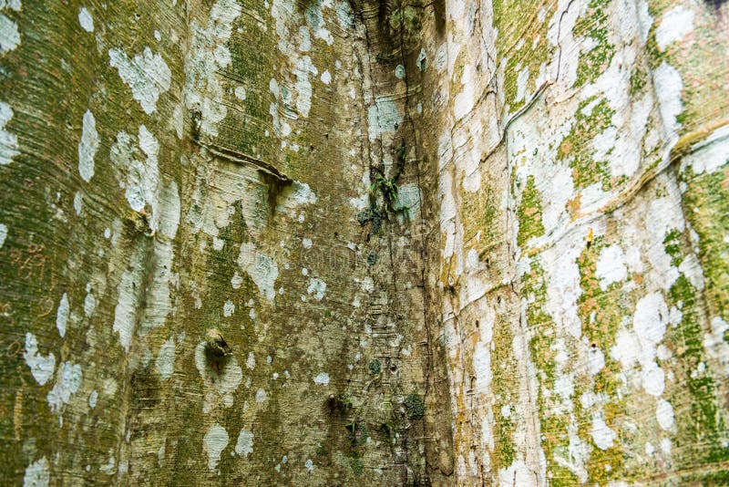 Background of tree texture stock image. Image of outdoors - 247153199