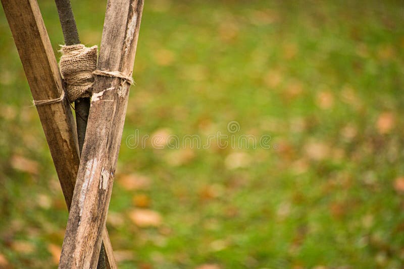 Background with a Tree Tied Up with Rope and Space for Text Stock Photo ...