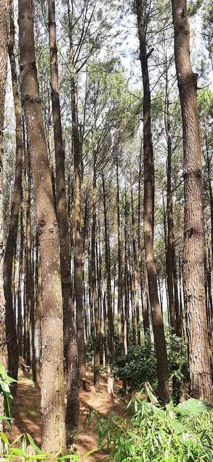 Background Tree Wood in Indonesia Stock Photo - Image of plant, branch ...