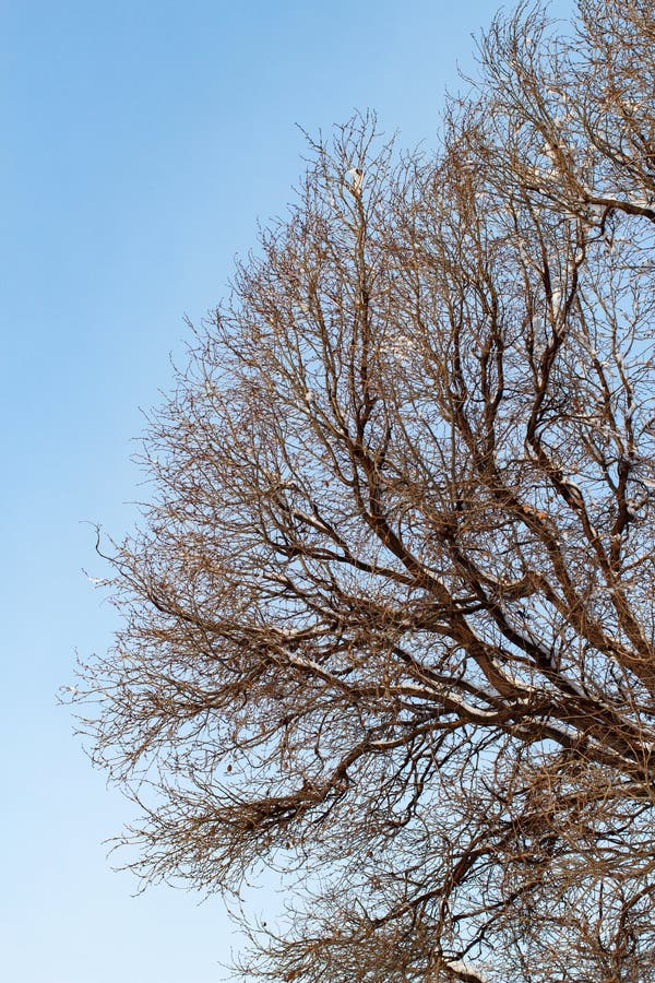 Background of Trees for a Double Exposure, Trees Against the Sky Stock ...