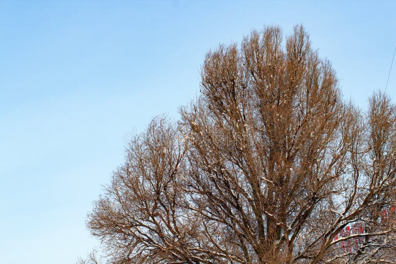 Background of Trees for a Double Exposure, Trees Against the Sky Stock ...