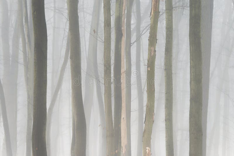 Background with Trees in the Fog. Nature in Winter Time with Tree ...