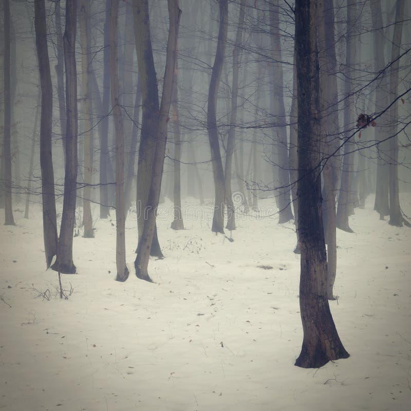 Background with Trees in the Fog. Nature in Winter Time with Tree ...