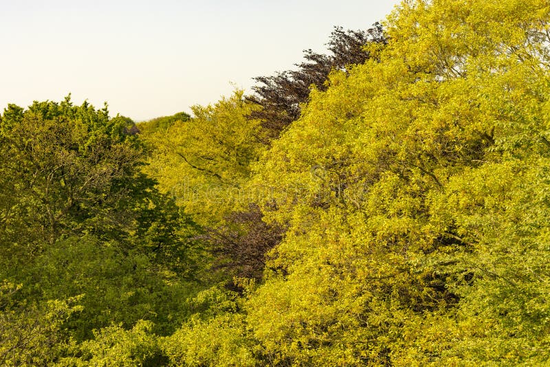 Forest Background Horizontal Portrait View Stock Photo - Image of ...