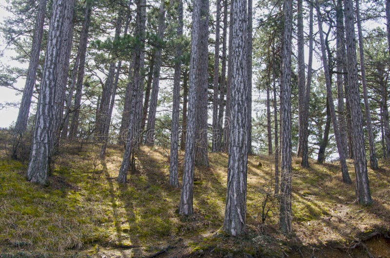 Background of Trees in Spring Forest Stock Photo - Image of environment ...