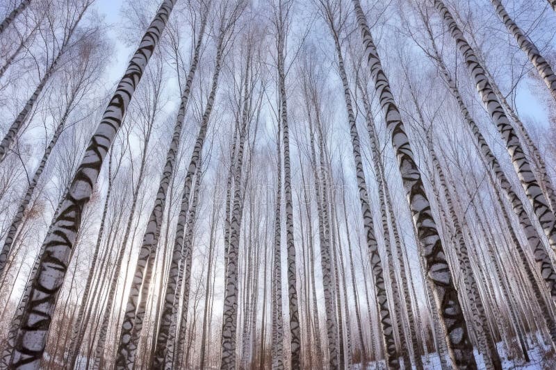 Background Trees Winter Abstract Winter Forest Birch Background Texture ...