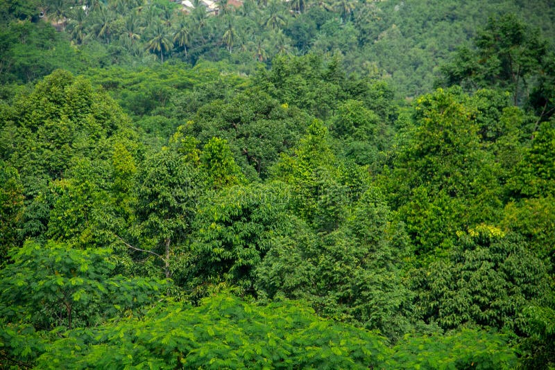 The Background of the Treetops in the Mountains Stock Photo - Image of ...