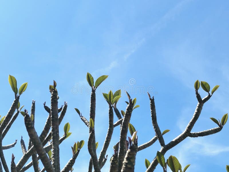 Background of Tropical Tree with Small Leaves Against Blue Sky ...