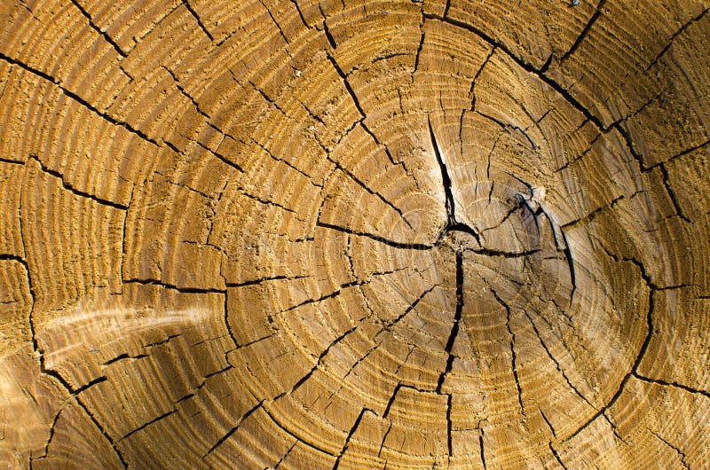 Background of a Truncated Tree Trunk Stock Photo - Image of store ...