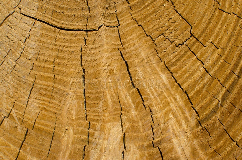 Background of a Truncated Tree Trunk Stock Photo - Image of forest ...