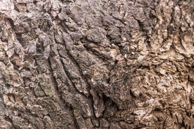 Background with Trunk Bark Texture Stock Photo - Image of skin, pattern ...