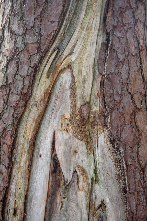 Pine tree trunk stock photo. Image of macro, close, ornamental - 170726300
