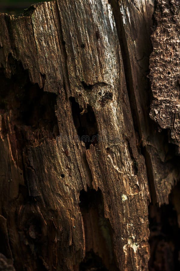 Background from the Trunk of an Old Rotten Tree with Peeling Bark Stock ...