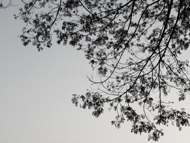 Background of Twigs by Big Tree Stock Image - Image of leafs, forests ...