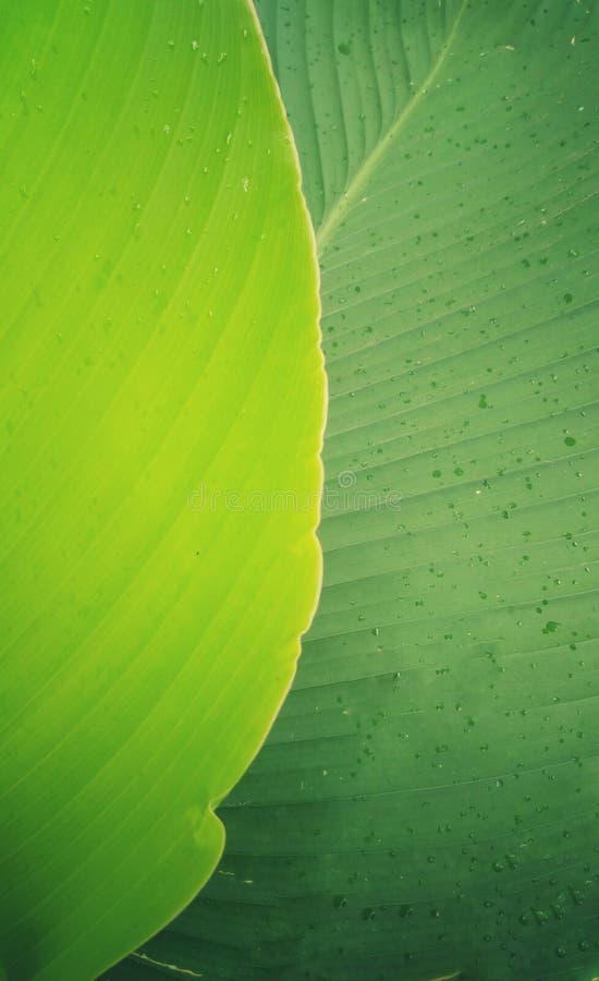 Background of Two Beautiful Colored Leaves Stock Photo - Image of ...