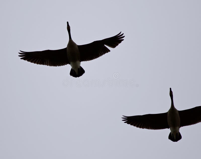 Background with Two Canada Geese Flying in the Sky Stock Image - Image ...