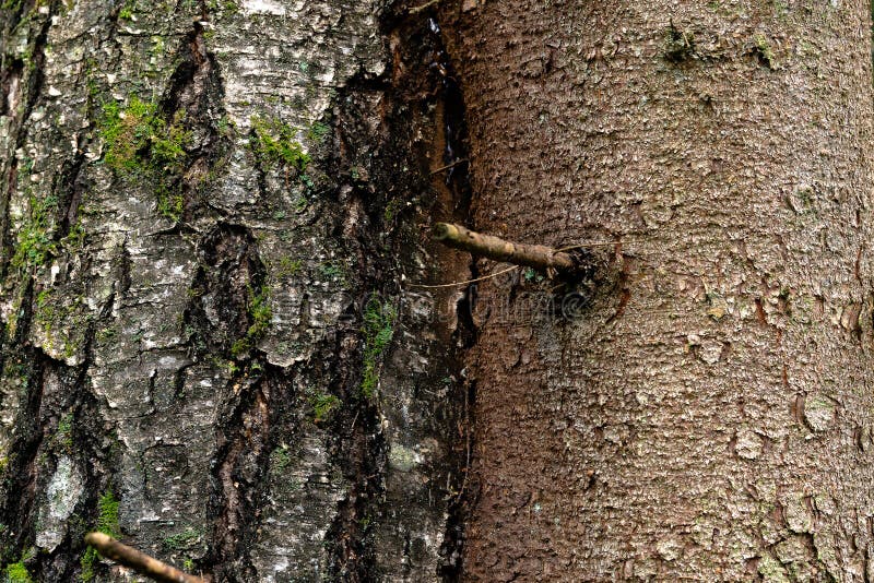 Background with Two Conjoined Trees: Birch and Spruce Tree Stock Photo ...