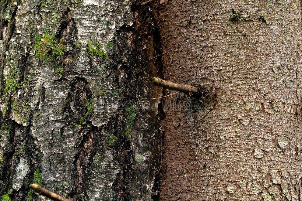 Background with Two Conjoined Trees: Birch and Spruce Tree Stock Photo ...