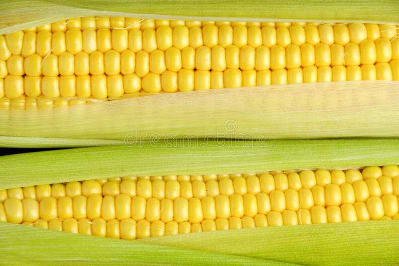 Background, Two Ears Corn Closeup. Stock Image - Image of delicious ...