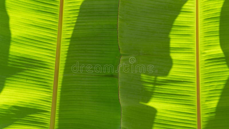 A Background of Two Green Leaves of a Banana Tree, a Background ...
