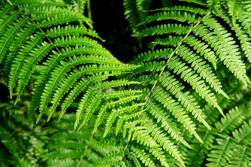 Background of Two Leaves of Green Fern Stock Photo - Image of macro ...