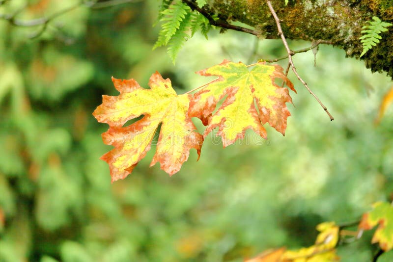 Two Maple Leafs in Late Fall Stock Photo - Image of brownish, leaves ...