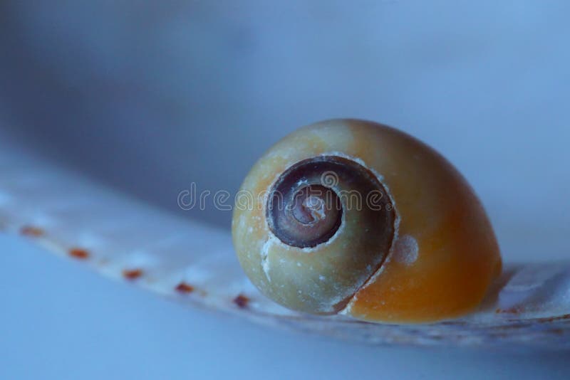 Background with Two Sea Shells, a Snail and a Mollusk Shell Stock Photo ...
