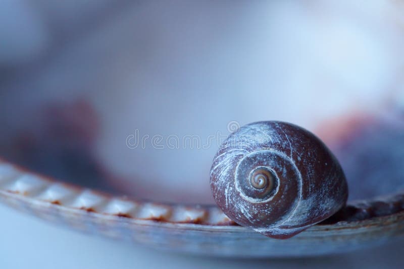 Background with Two Sea Shells, a Snail and a Mollusk Shell Stock Image ...