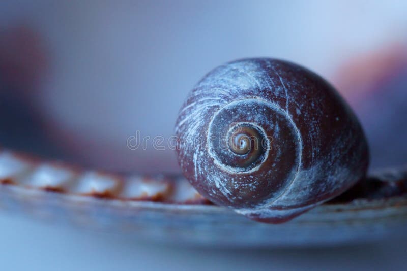 Background with Two Sea Shells, a Snail and a Mollusk Shell Stock Image ...