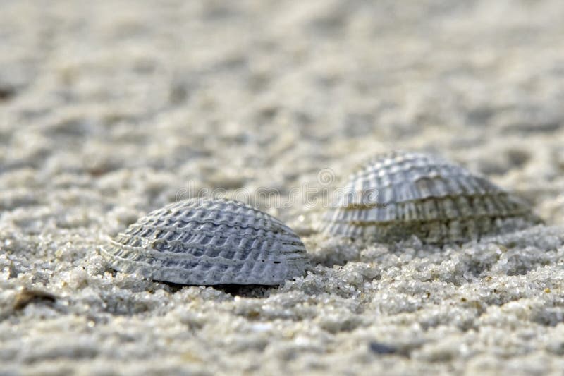 Background - Two Seashells in Sand Stock Photo - Image of grains, warm ...