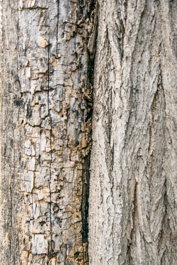 Background of Two Trees with Textures Stock Image - Image of skin, peel ...