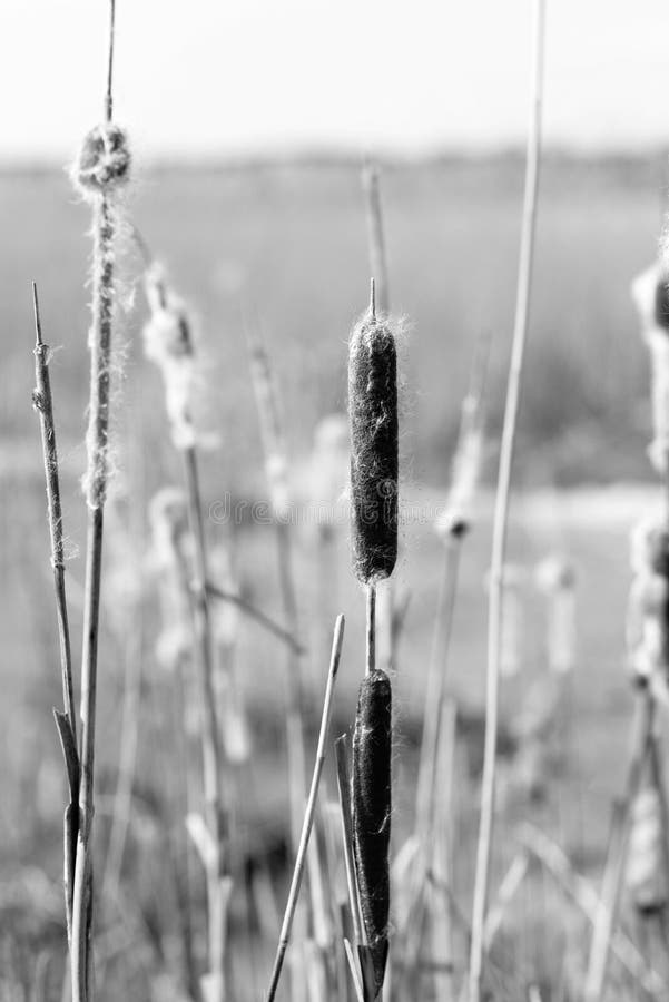 Typha latifolia, Cattail stock image. Image of bullrush - 4151273