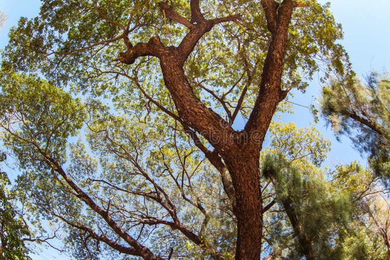 Background of Under the Big Tree Stock Image - Image of field, front ...