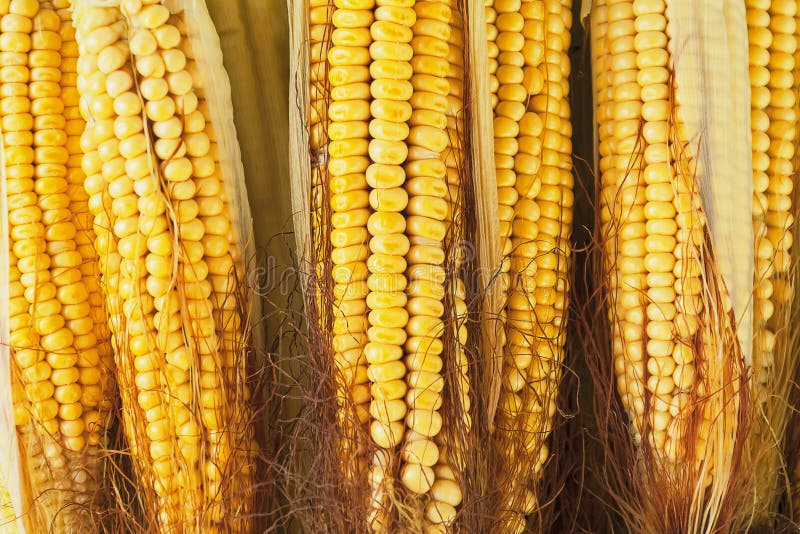 Untreated corn. stock image. Image of corn, green, grain - 109090205