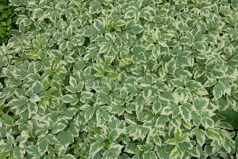 Background Variegated Foliage Ground Elder Stock Photos - Free ...