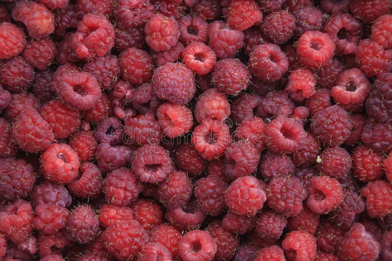 Raspberry 1 stock photo. Image of ingredient, sweet - 150498258