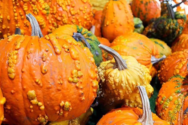 Bumpy pumpkins in the dark stock image. Image of bumpy - 61018875