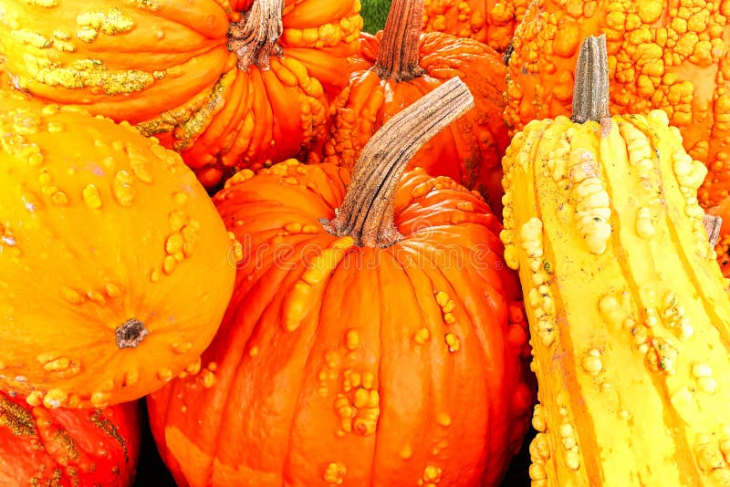 Bumpy pumpkins in the dark stock image. Image of bumpy - 61018875