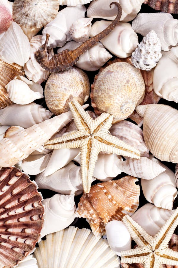 Background of Various Sea Shells Stock Image - Image of bivalve ...