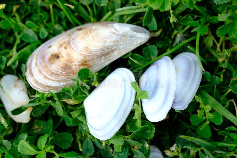 Seashells stock image. Image of flower, plant, insect - 278942117