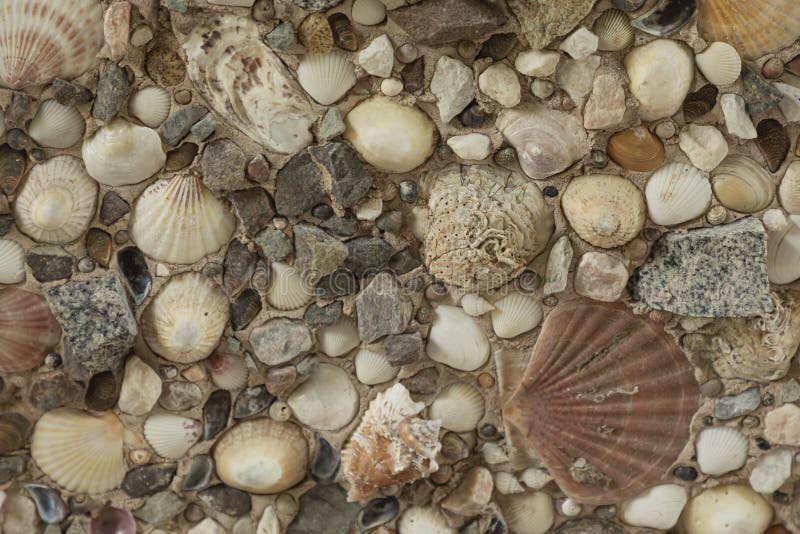 Background of Various Shells Different Sizes and Colours Stock Image ...