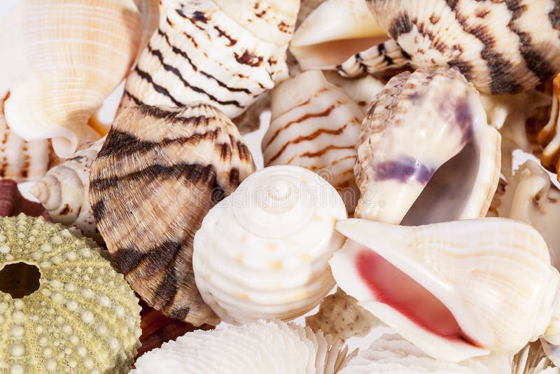 Background of Various Types of Sea Shells . Stock Image - Image of ...