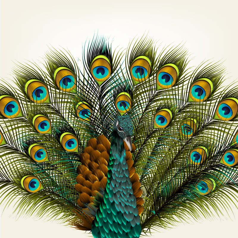 Background With Vector Detailed Peacock On White For Design Stock